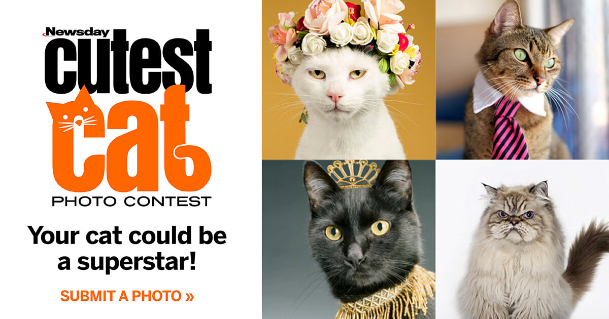 Newsday's Cutest Cat Photo Contest